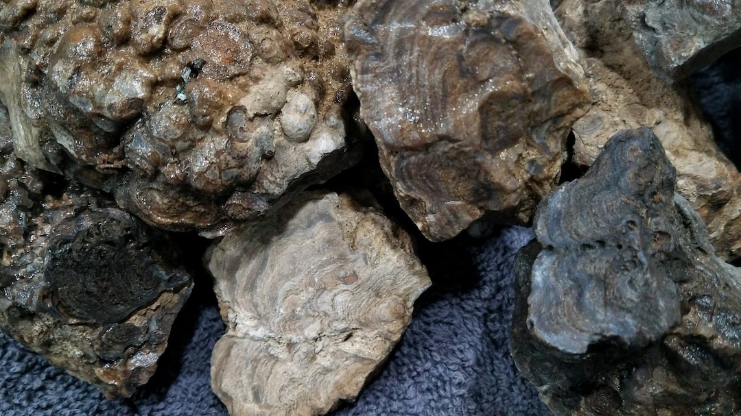 Stromatolite/stromatoporoids/fossilized Algae Lapidary Rough, by the ...