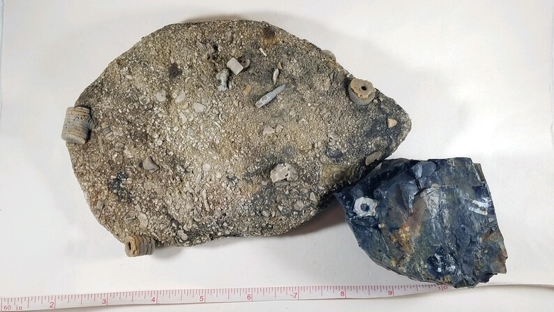 Crinoid Specimen 1 Lb 13oz & 11 Oz, 2 Piece Set - Etsy