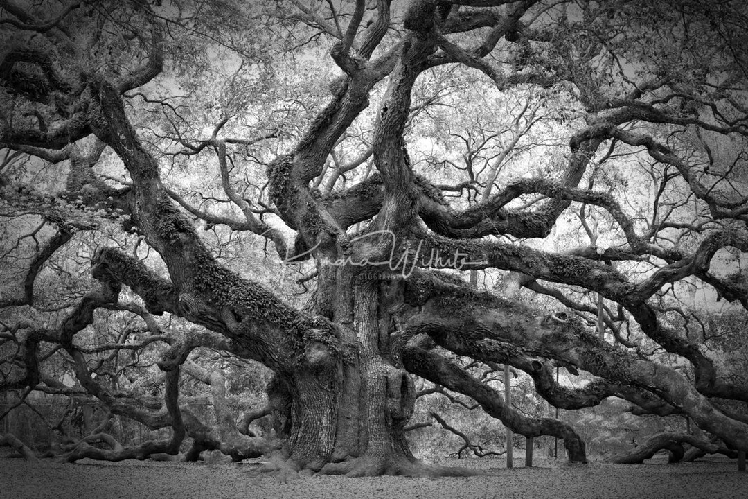 Tree Wall Arttree Photographyblack and White Tree Artangel - Etsy