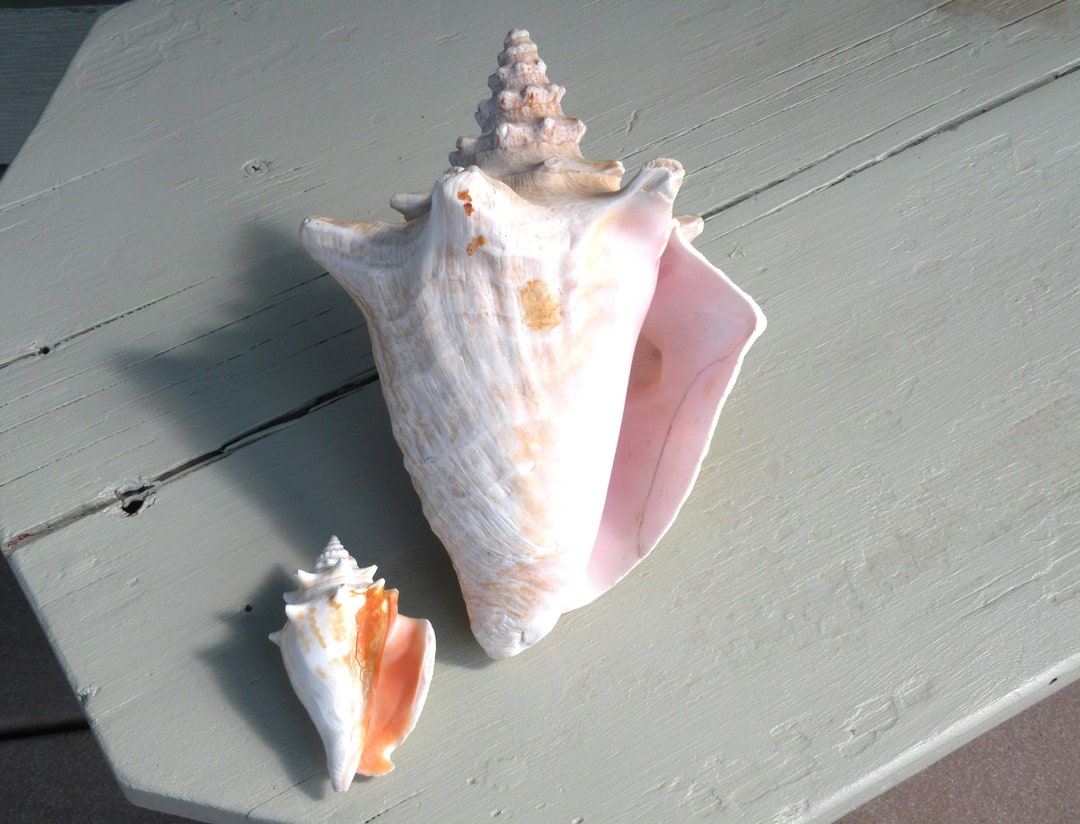 Queen Conch Shells - Etsy