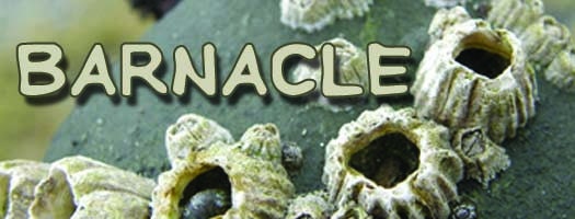 Barnacle.....handmade Murrini Chips...millefiori - Etsy