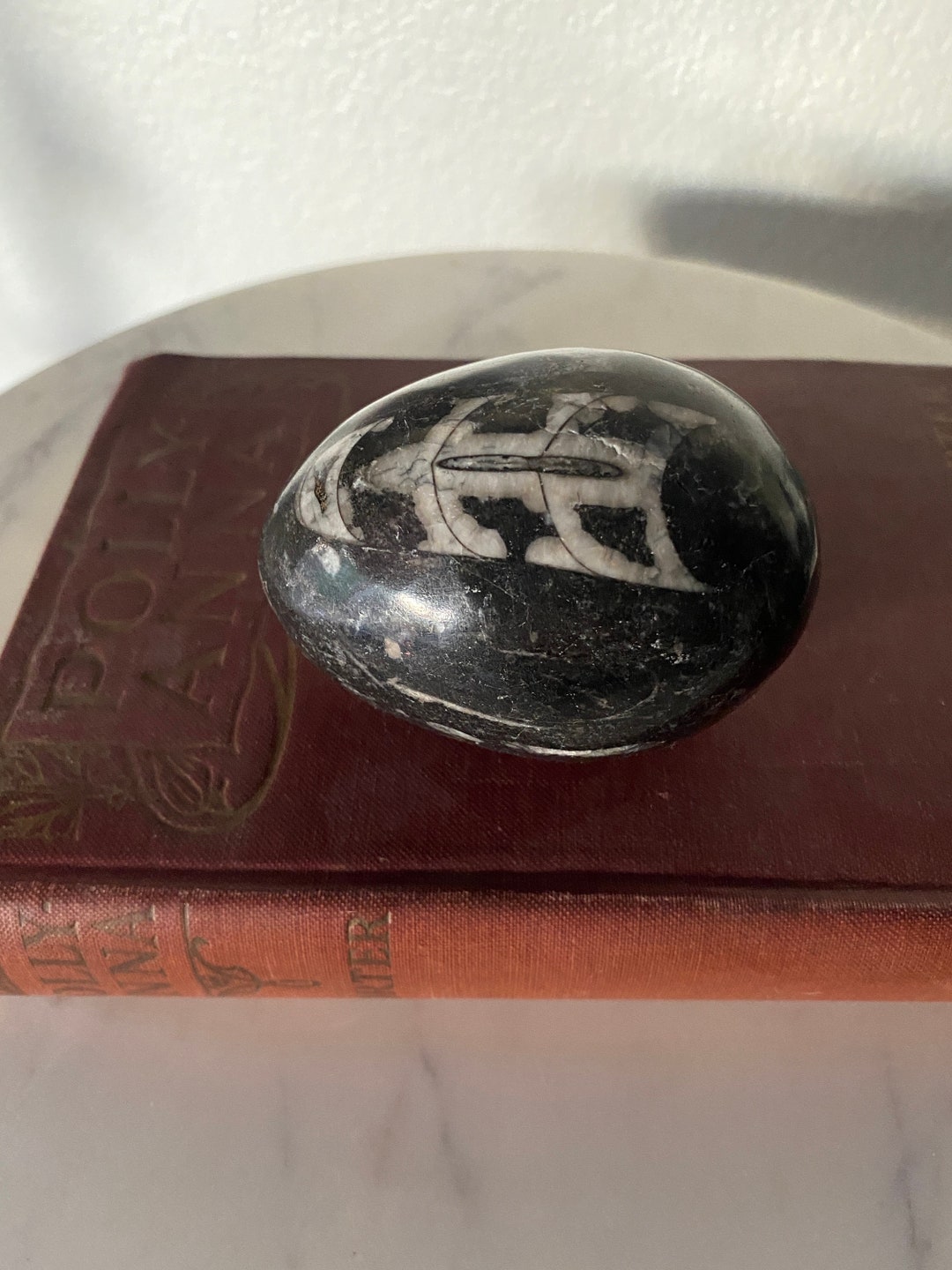 Orthoceras Fossil Egg, Polished Ortho Egg, Lapidary, Extinct Cephalopod ...