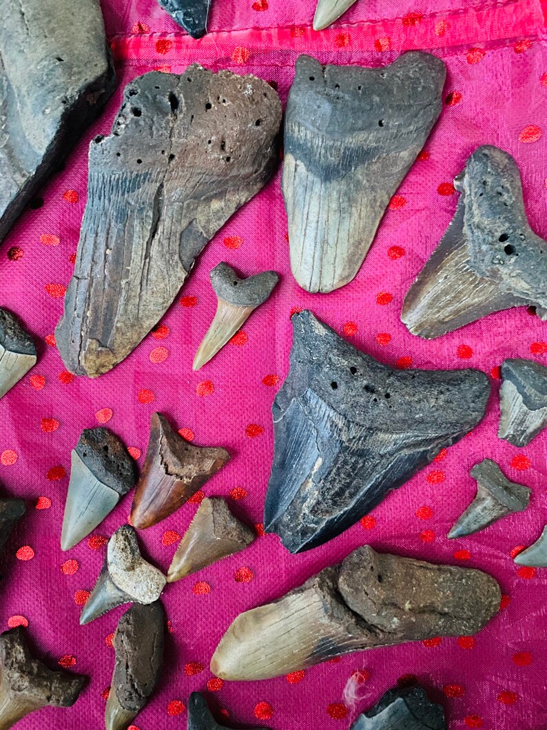 Shark Tooth Pieces | Etsy