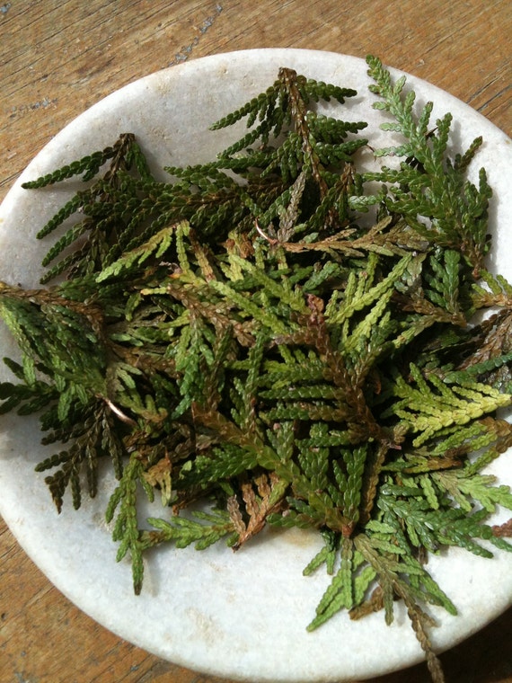 CEDAR TIPS Canadian harvested and air dried ready for | Etsy