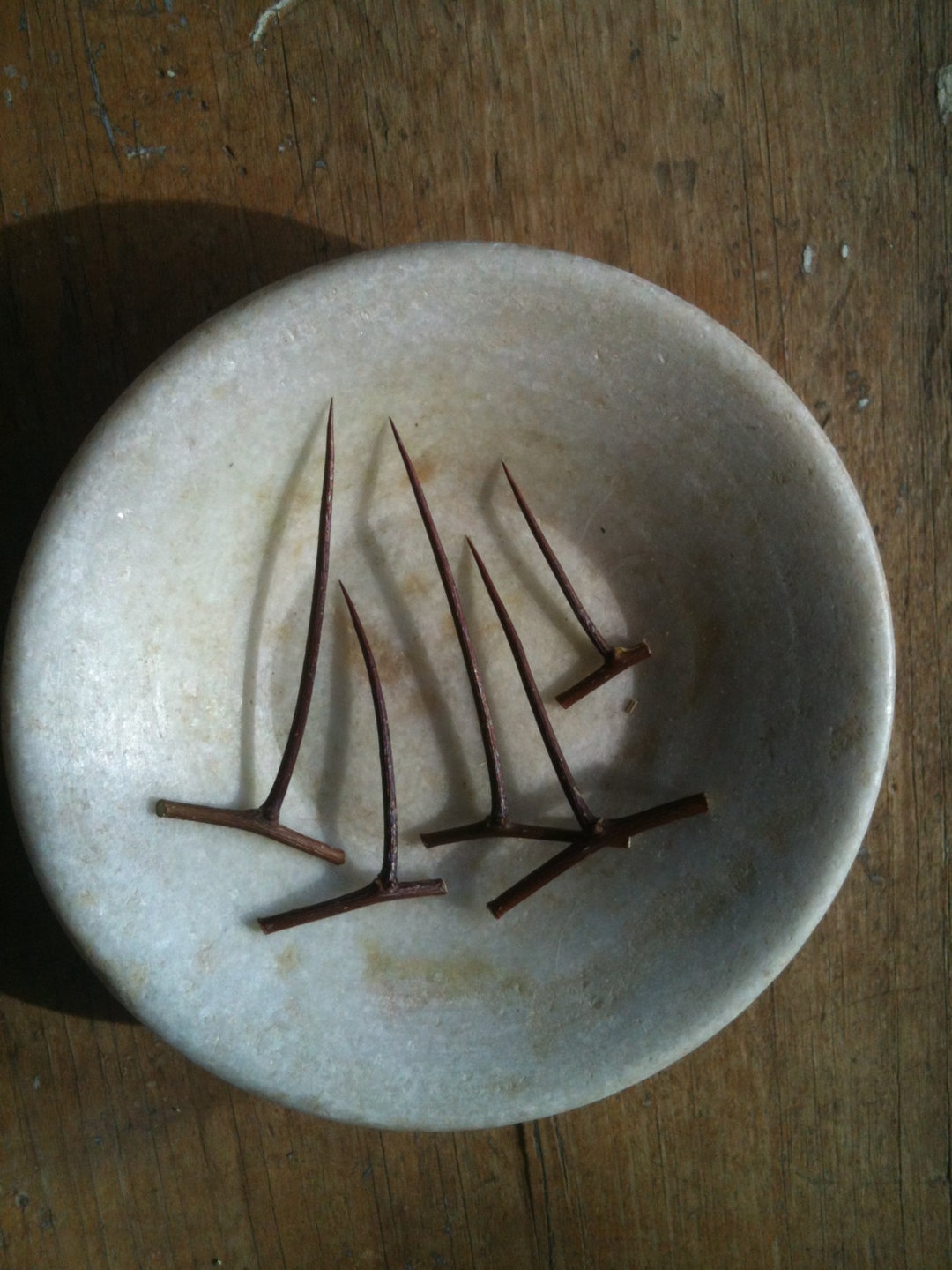 HAWTHORN SPINES 12 Spines of a Variety of Sizes Use as - Etsy