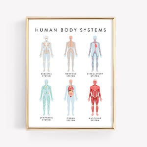 Human Body Systems Education Printable · Homeschool Learning Montessori ...
