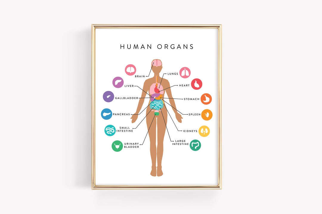 Human Anatomy Education Printable · Organs Body Diagram · Homeschool ...
