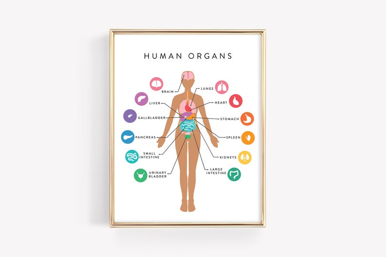 Human Anatomy Education Printable · Organs Body Diagram · Homeschool ...
