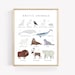Arctic Tundra Animals Education Printable · Homeschool Learning ...