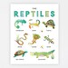 Reptiles Education Printable Reptile Lizard Snake Homeschool | Etsy