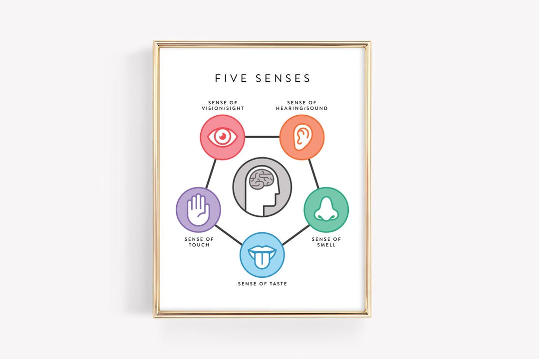 The Five Senses Poster · Education Learning Printable · Homeschool ...