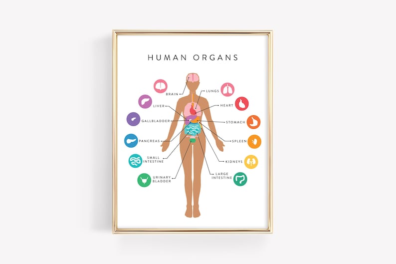 Human Anatomy Education Printable · Organs Body Diagram · Homeschool ...