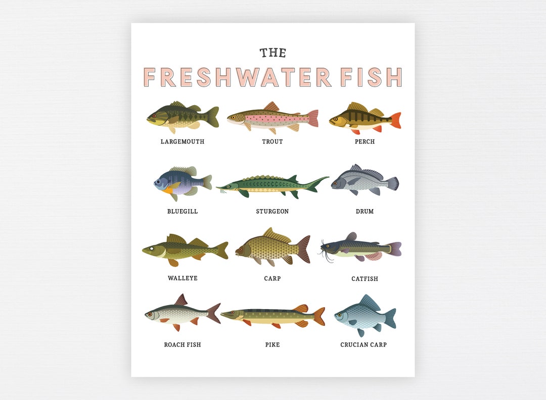 Freshwater Fish Education Printable Homeschool Learning Montessori ...