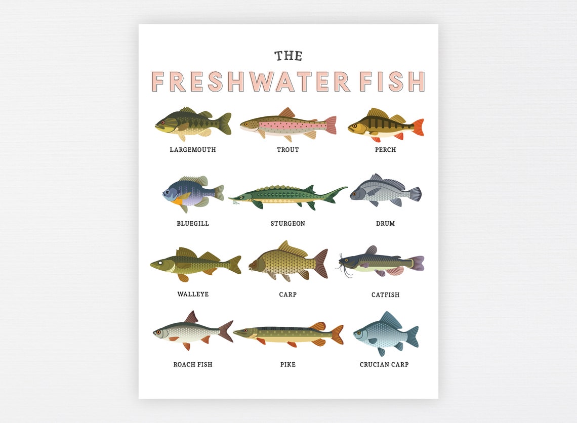 Freshwater Fish Education Printable Homeschool Learning | Etsy