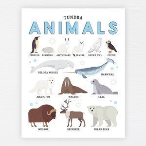 Arctic Tundra Animals Education Printable Homeschool - Etsy