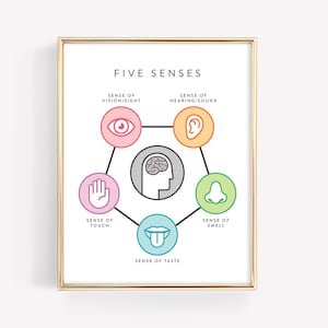 The Five Senses Poster · Education Learning Printable · Homeschool ...