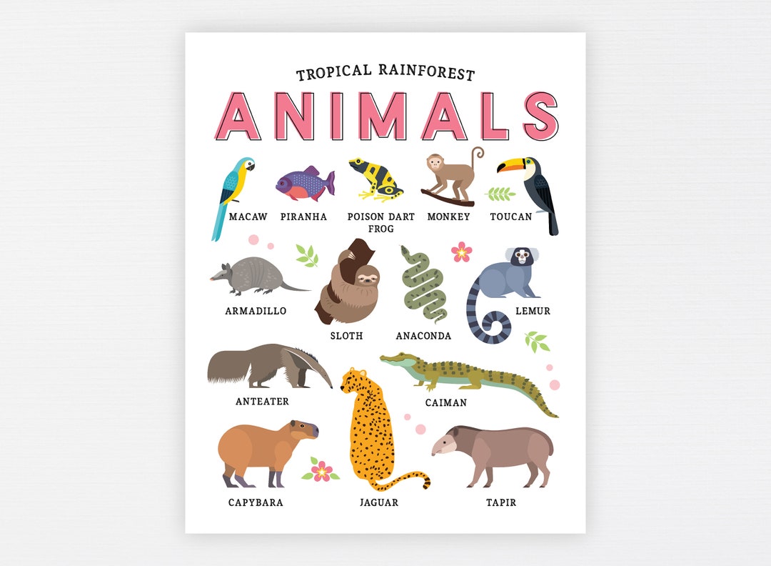 Tropical Rainforest Animals Education Printable Homeschool Learning ...