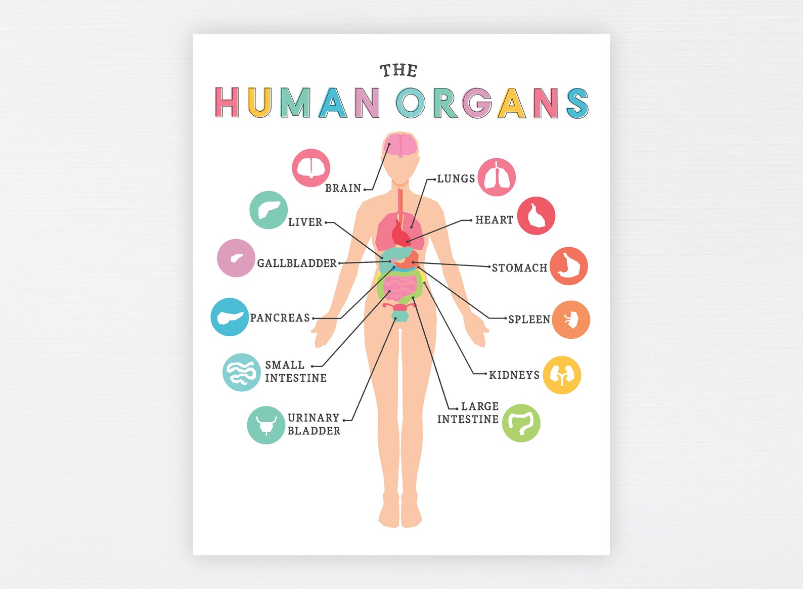 Human Anatomy Education Printable Organs Body Diagram - Etsy