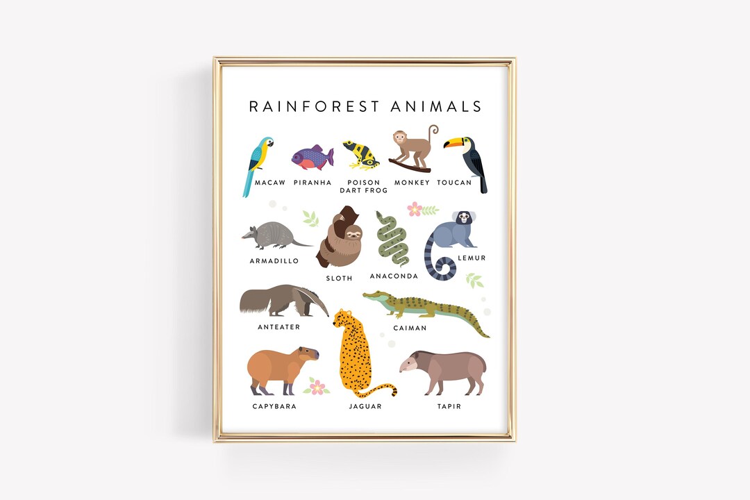 Tropical Rainforest Animals Education Printable · Homeschool Learning ...