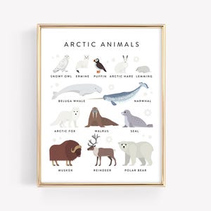 Arctic Tundra Animals Education Printable · Homeschool Learning ...