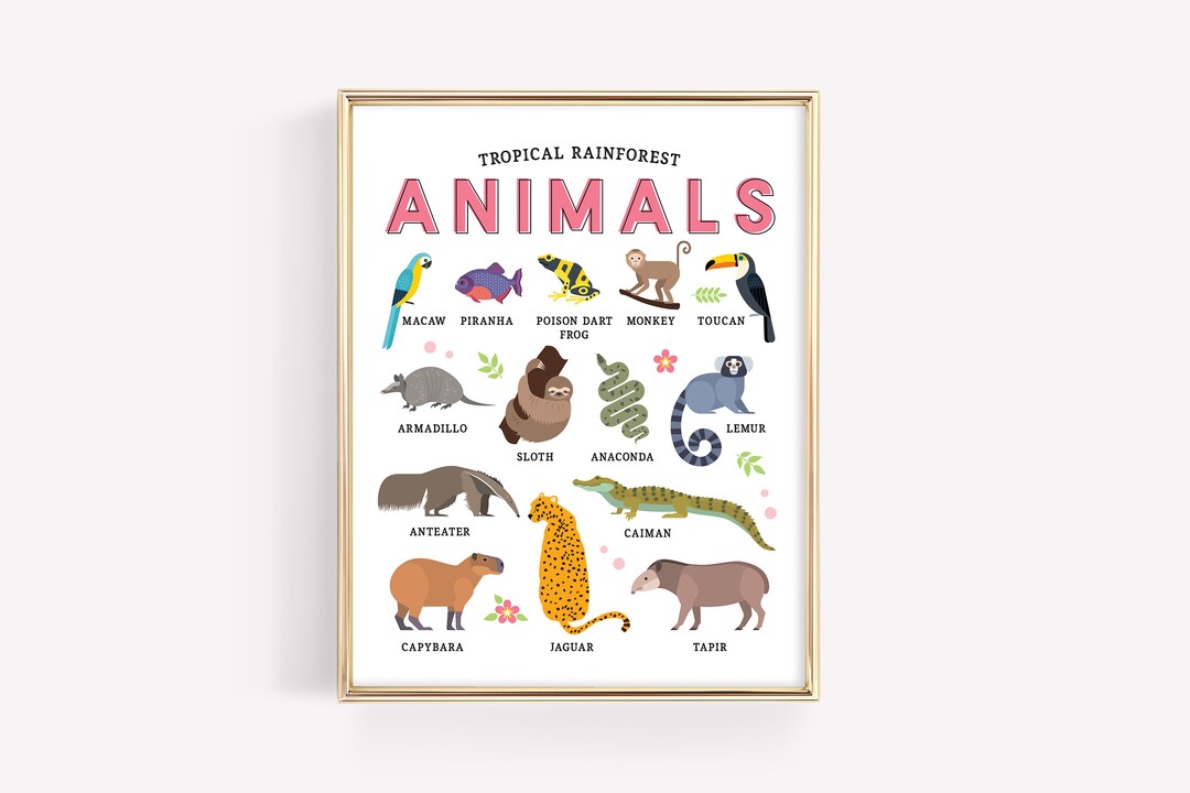 Tropical Rainforest Animals Education Printable Homeschool Learning ...