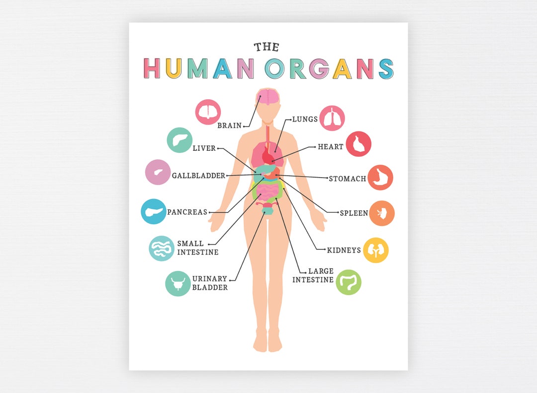 Human Anatomy Education Printable Organs Body Diagram Homeschool ...
