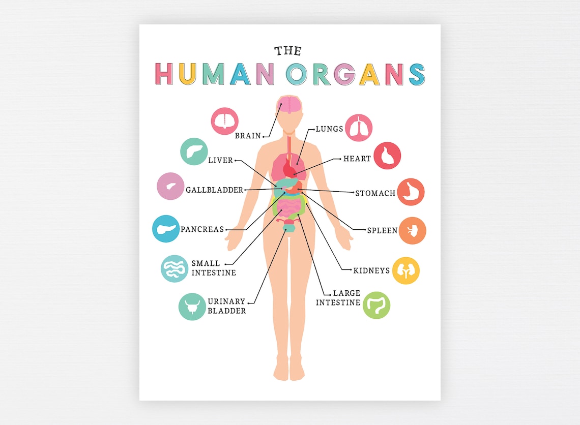 Human Anatomy Education Printable Organs Body Diagram - Etsy