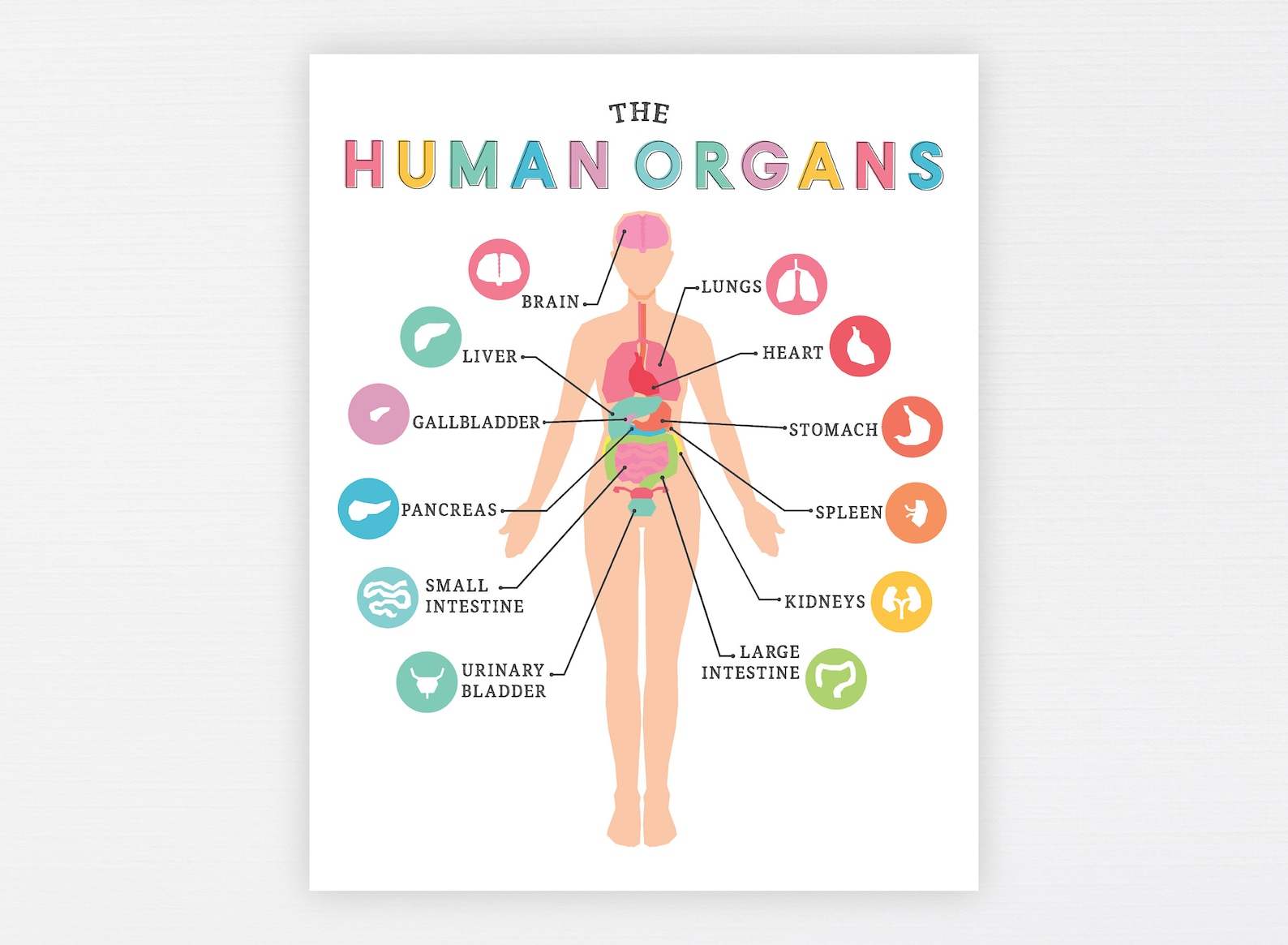 Human Anatomy Education Printable Organs Body Diagram - Etsy