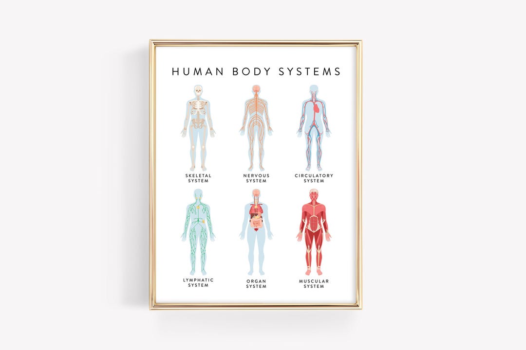 Human Body Systems Education Printable · Homeschool Learning Montessori ...