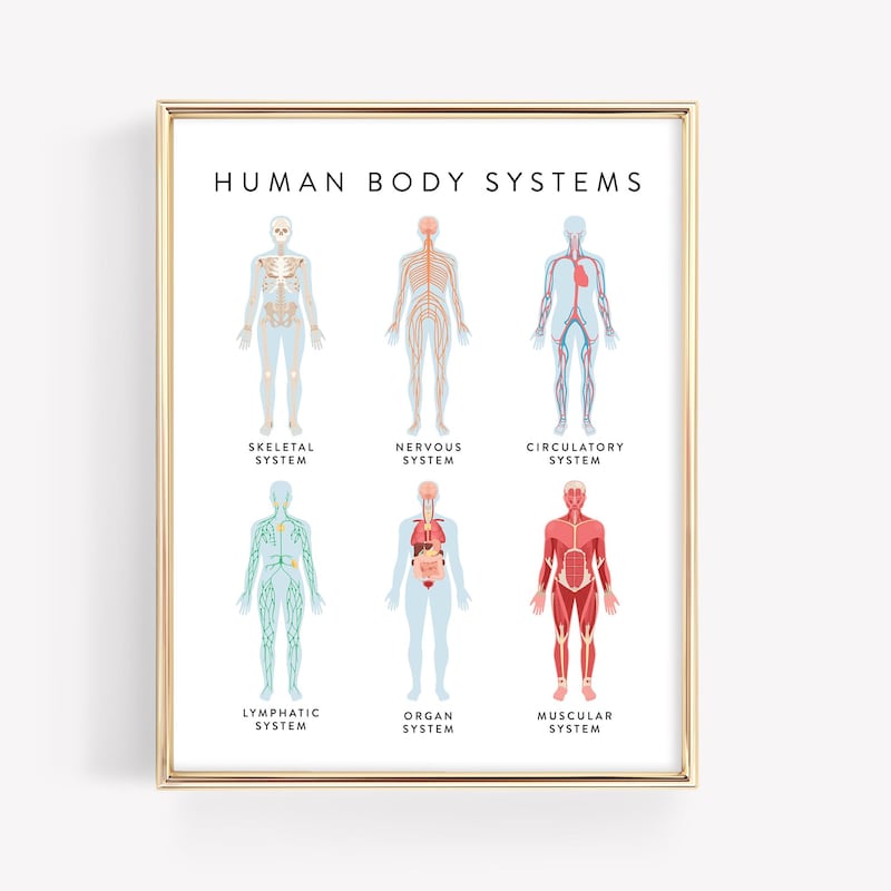 Human Anatomy Posters - Etsy