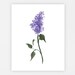 Lilac Prints Set of 2 Botanical Print Set Herb Printable - Etsy