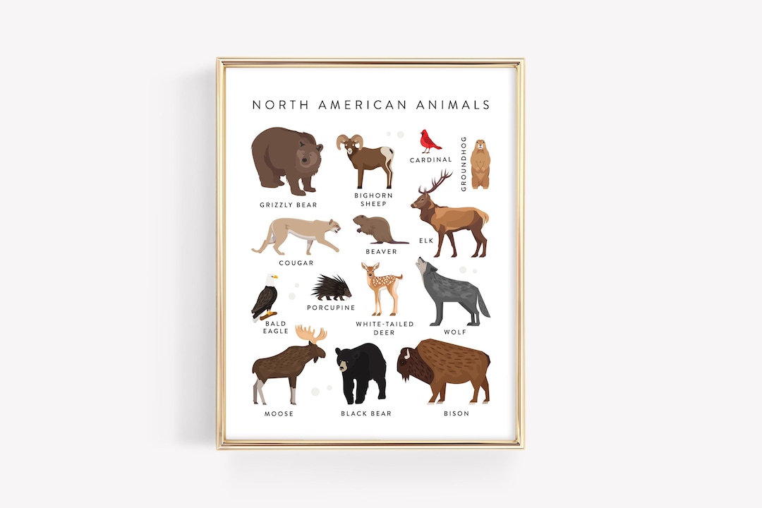 North American Animals Education Printable · Homeschool Learning ...