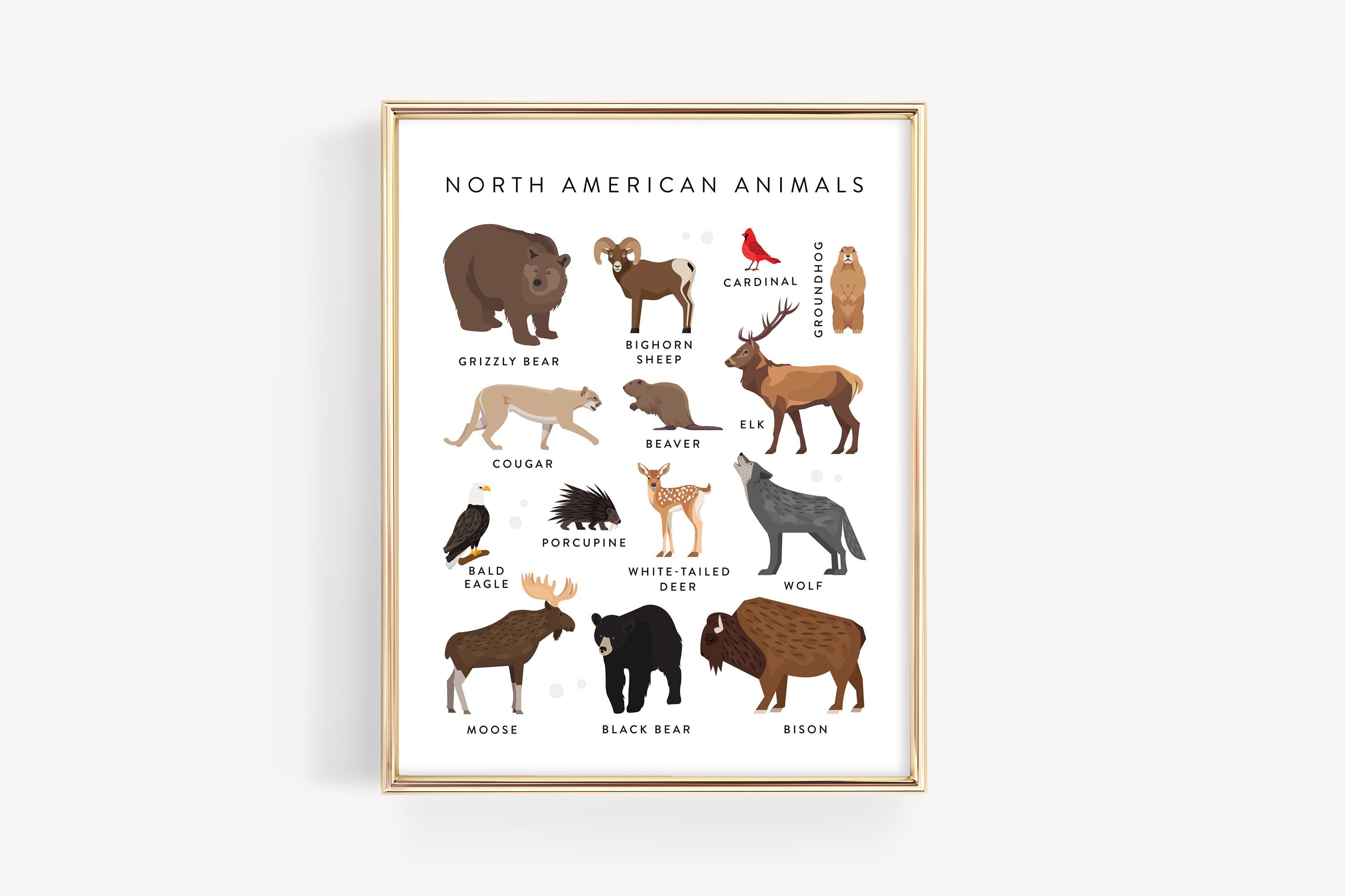 North American Mammals 7 Letters