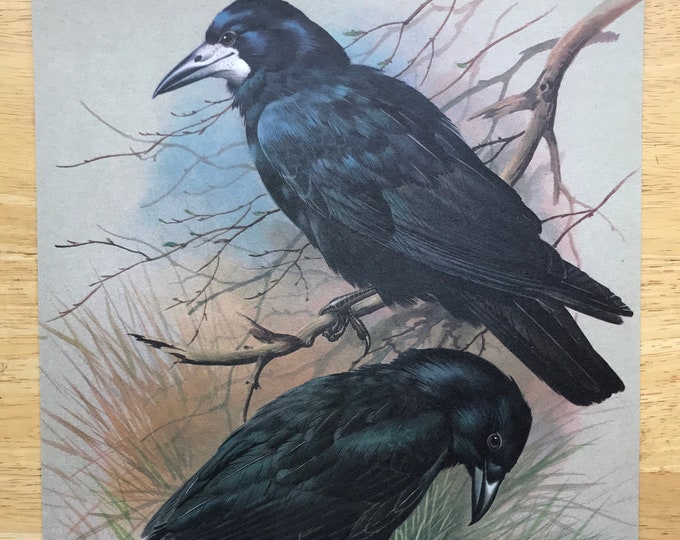 ROOK and CARRION Crow Vintage 1960 Basil Ede Authentic Signed Colourful ...
