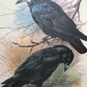 ROOK and CARRION Crow Vintage 1960 Basil Ede Authentic Signed Colourful ...