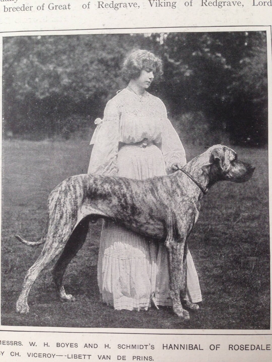 GREAT DANE Antique Dog Lithograph Print 1907 Robert Leighton Show Dogs ...