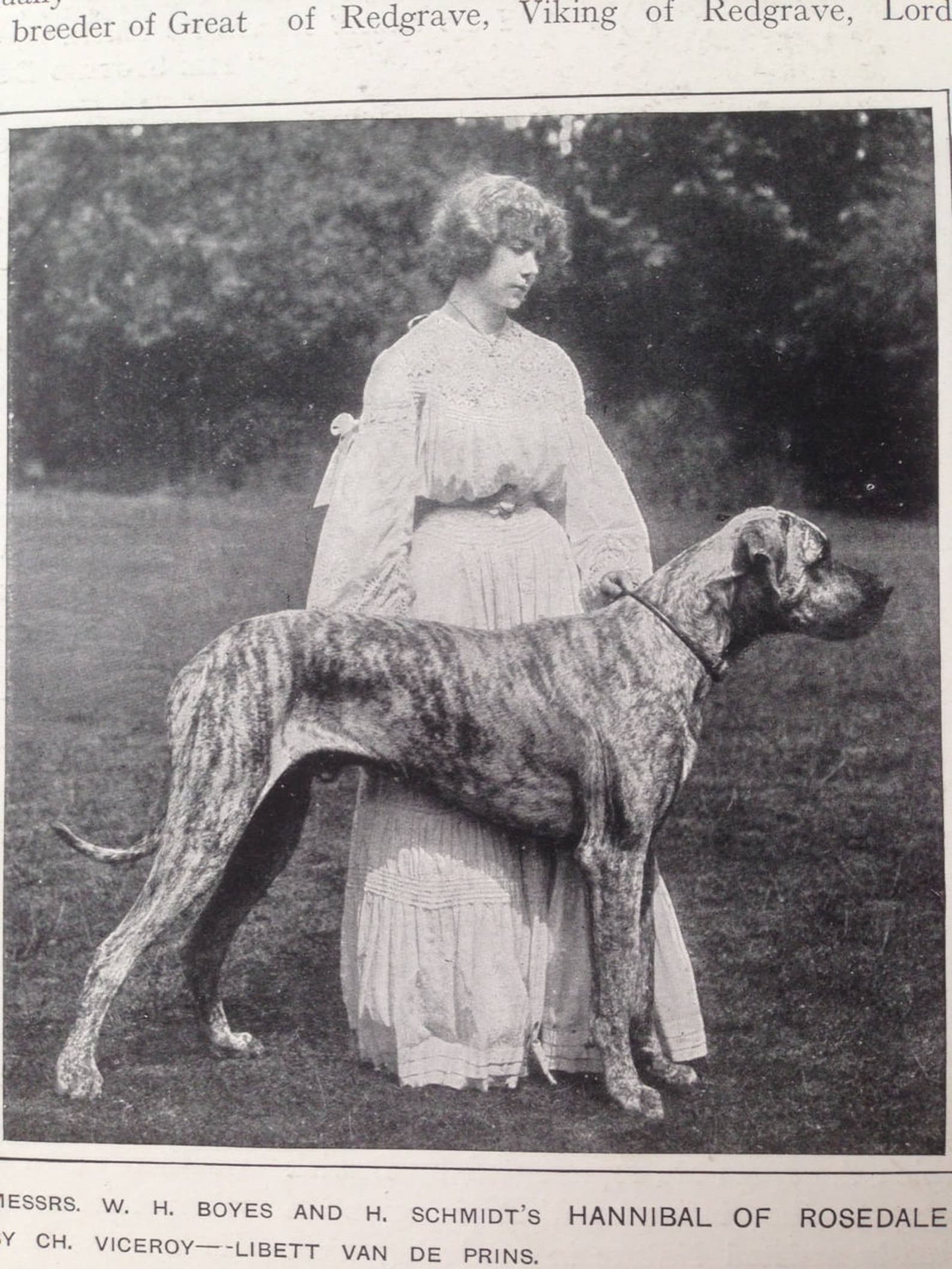 GREAT DANE Antique Dog Lithograph Print 1907 Robert Leighton Show Dogs ...