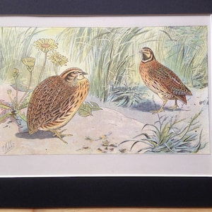 ANTIQUE 1907 La Caille Quail Bird Signed Print Chromolithograph P ...