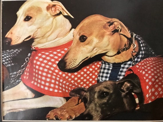 RACING GREYHOUND DOGS Vintage Mounted 1958 Whippet Racing | Etsy