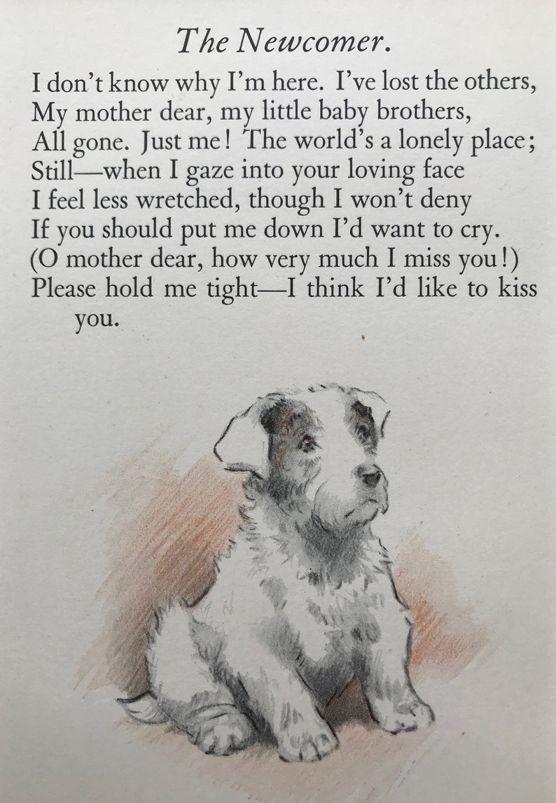 1930 G L STAMPA Sealyham Terrier Dog the Newcomer Poem Print - Etsy UK