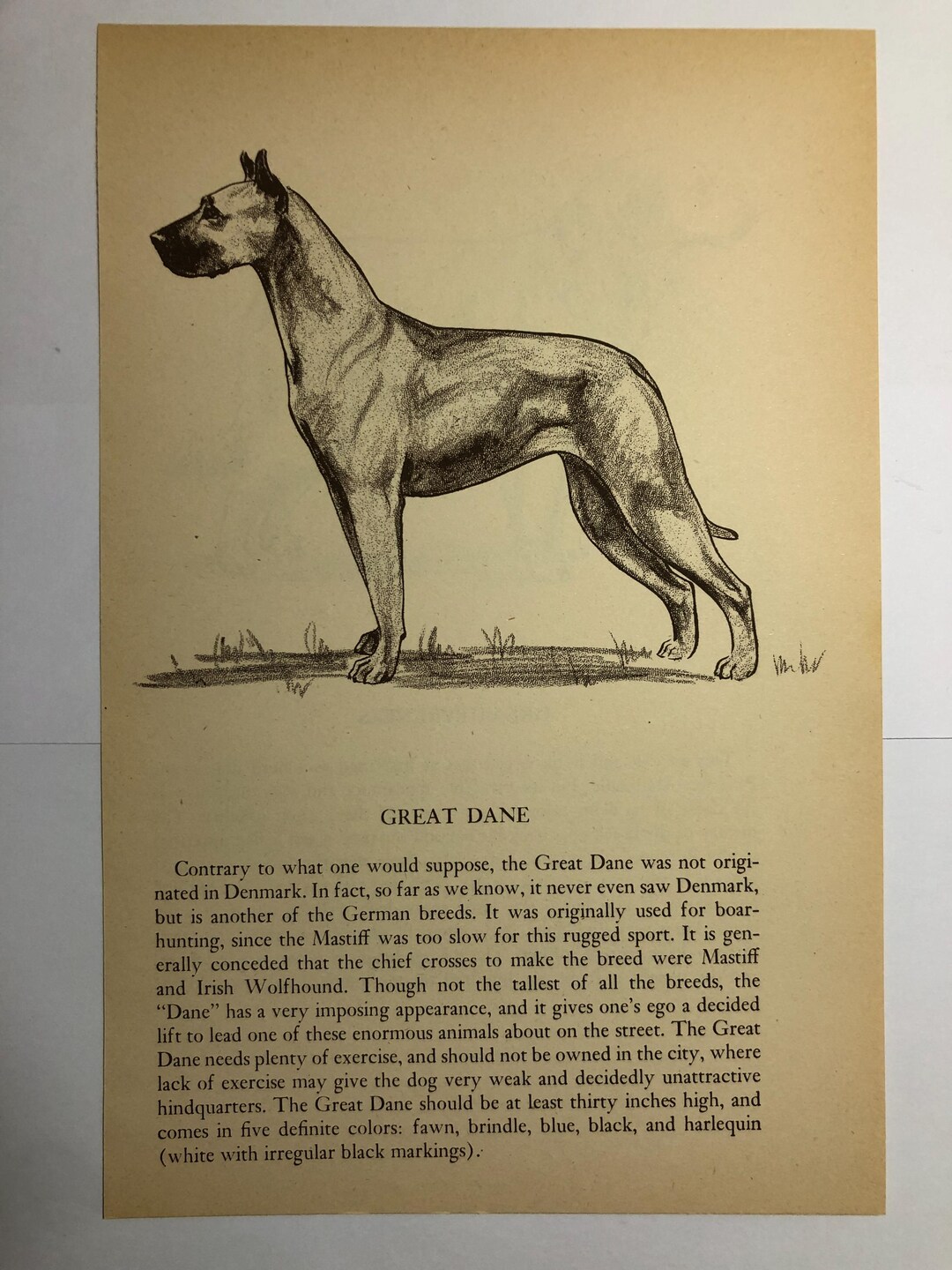 1945 GREAT DANE and Great PYRENEES Dog Vintage Felice Worden Dog Plate ...