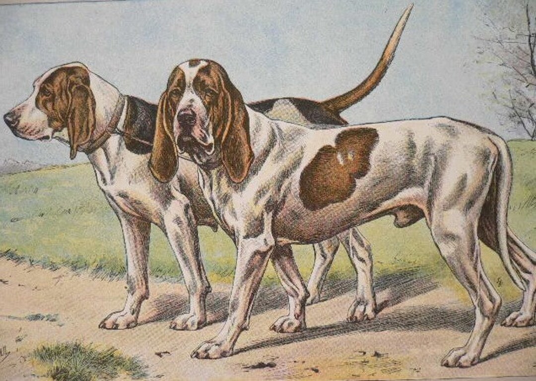 ANTIQUE 1907 Artois HOUND Briquet D'artois Dog Signed Dog Print ...