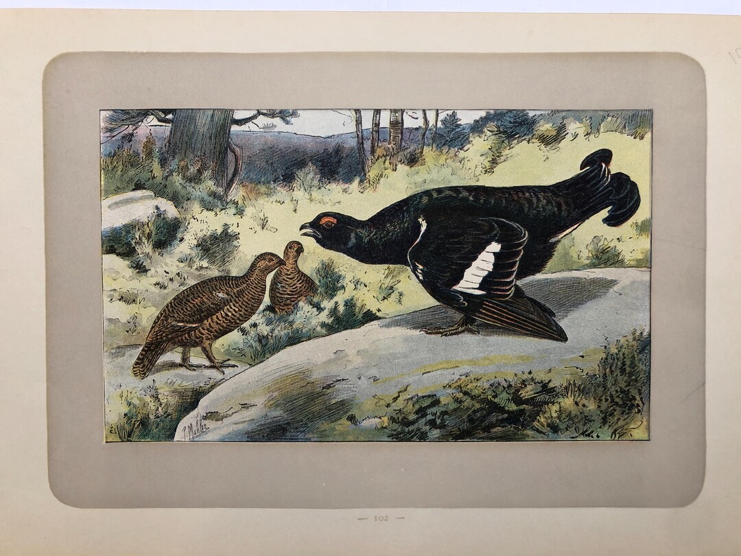 ANTIQUE 1907 GROUSE Bird Rare Signed Print Chromolithograph P Mahler ...