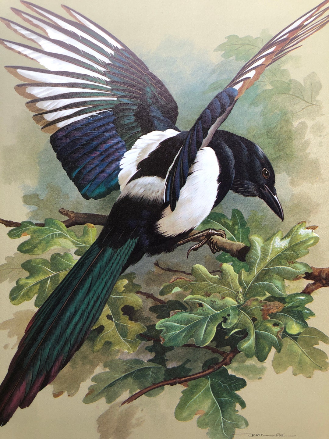 MAGPIE Vintage 1960 Basil Ede Authentic Signed Colour Print British ...