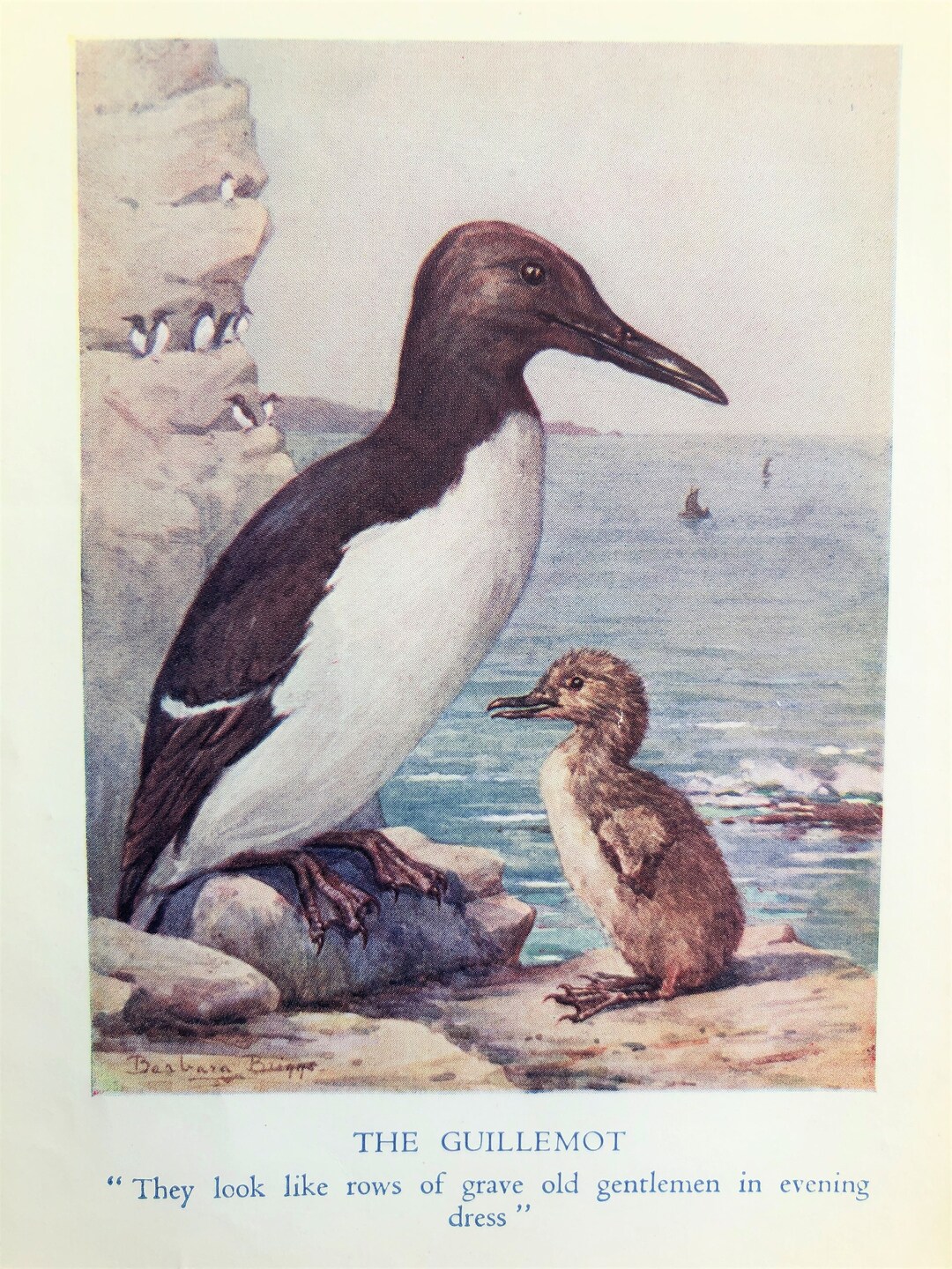 1930s the Guillemot Bird Old Gentlemen Vintage Barbara Briggs Authentic ...