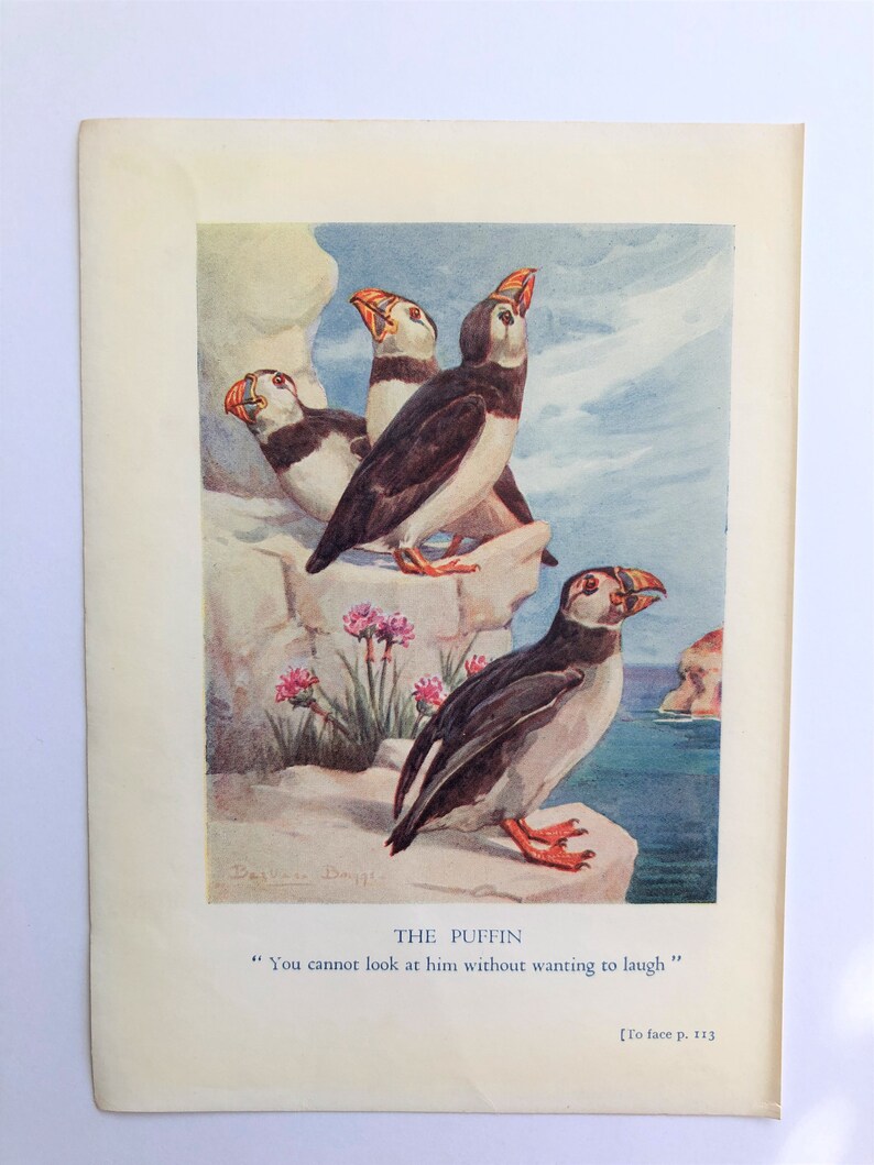 1930s PUFFIN Bird Vintage Barbara Briggs Authentic Colourful Small Bird ...