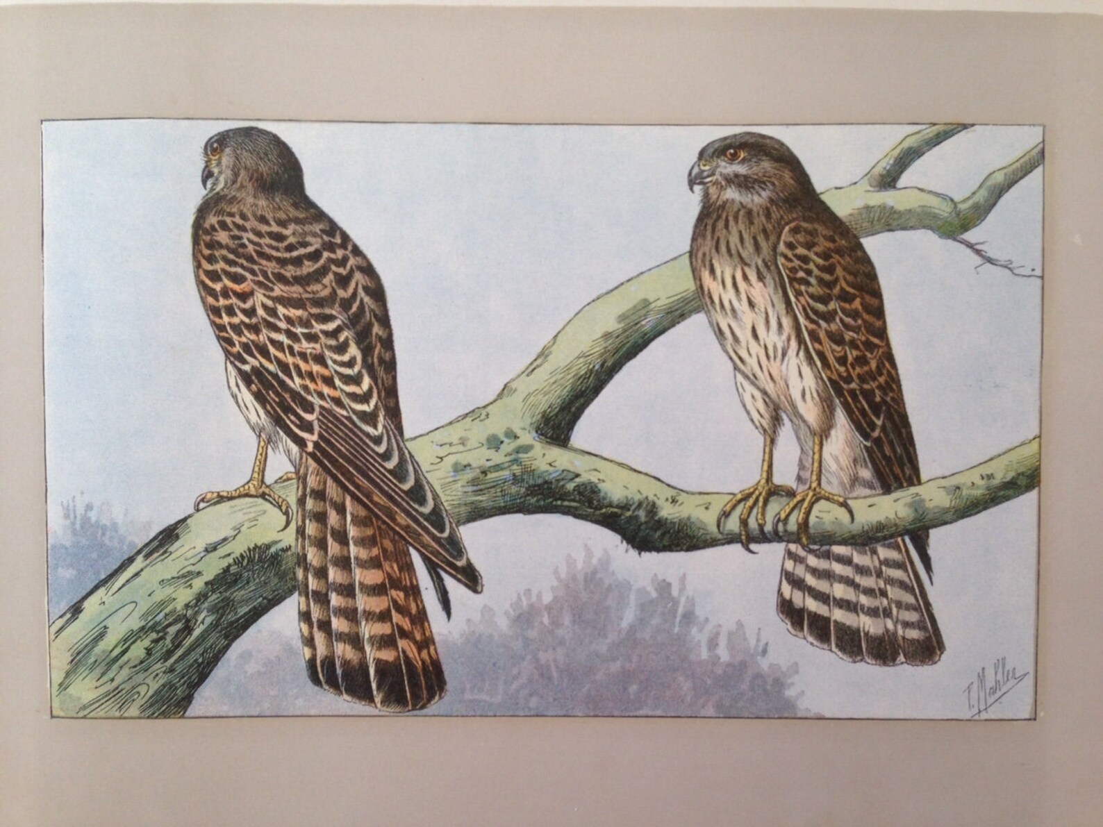ANTIQUE 1907 KESTREL BIRD La Crécerelle French Signed Print ...