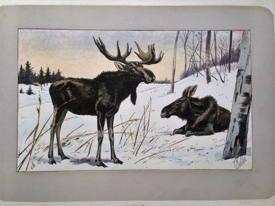 ANTIQUE 1907 L'elan Antelope Deer Signed Print Chromolithograph P ...