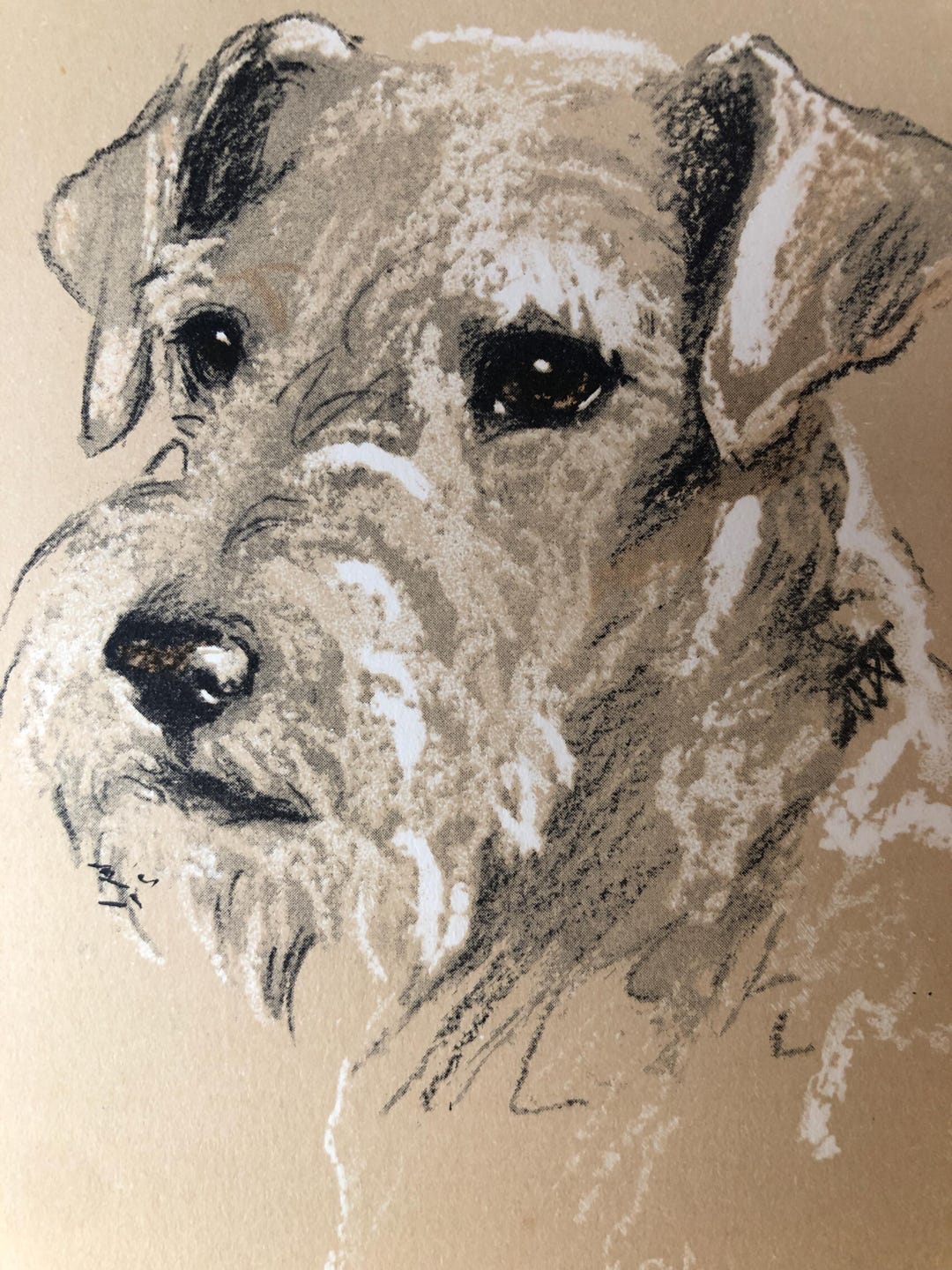 WIRE HAIRED TERRIER Vintage Mounted 1939 Lucy Dawson Asta (skippy) Dog ...
