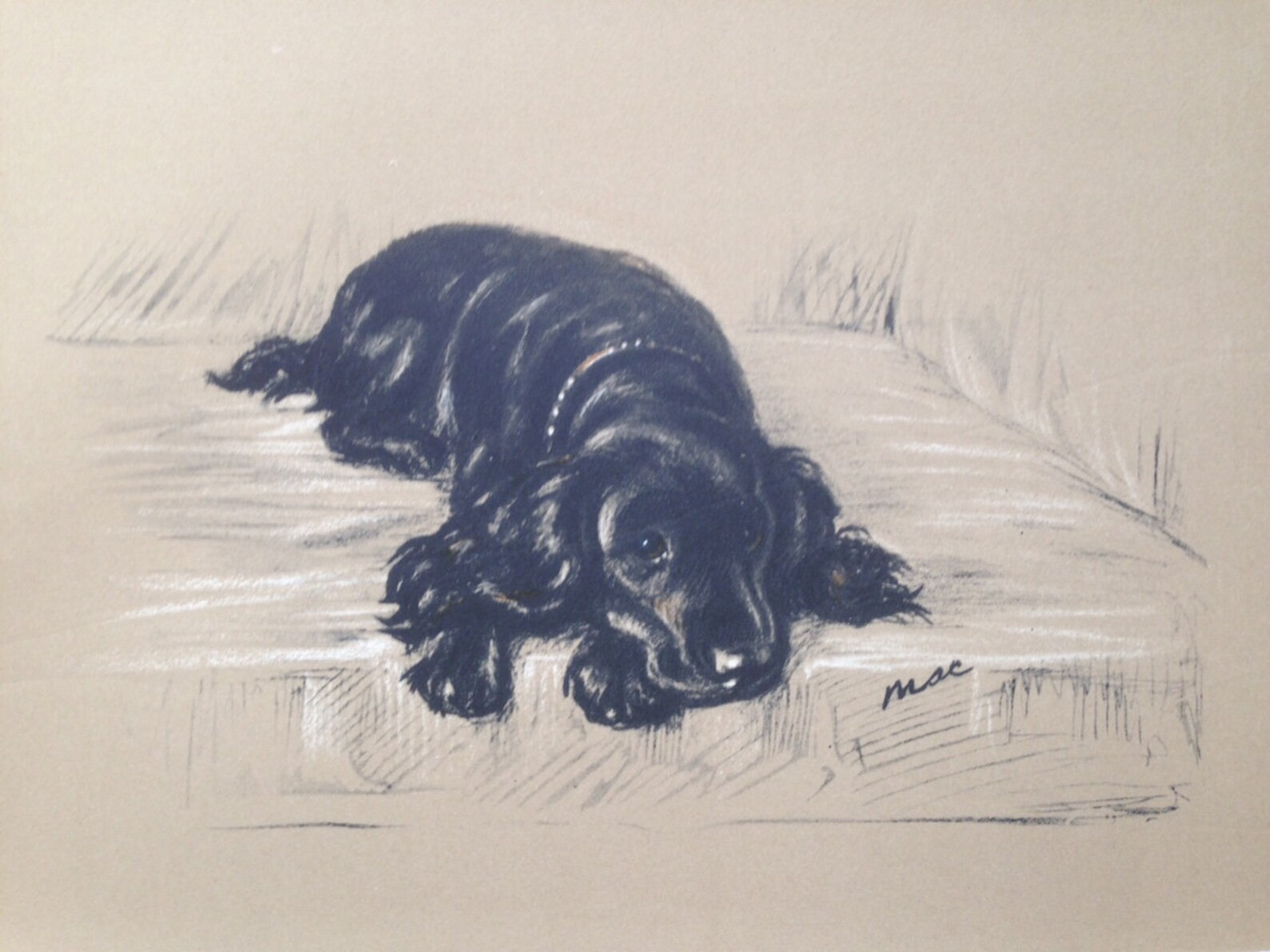 1936 Cocker Spaniel Dog Caesar Signed Mounted 'mac' | Etsy UK